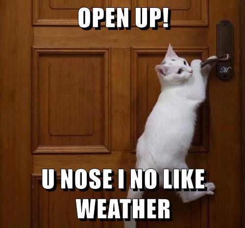 I NO LIKE WEATHER - Lolcats - lol | cat memes | funny cats | funny cat pictures with words on ...