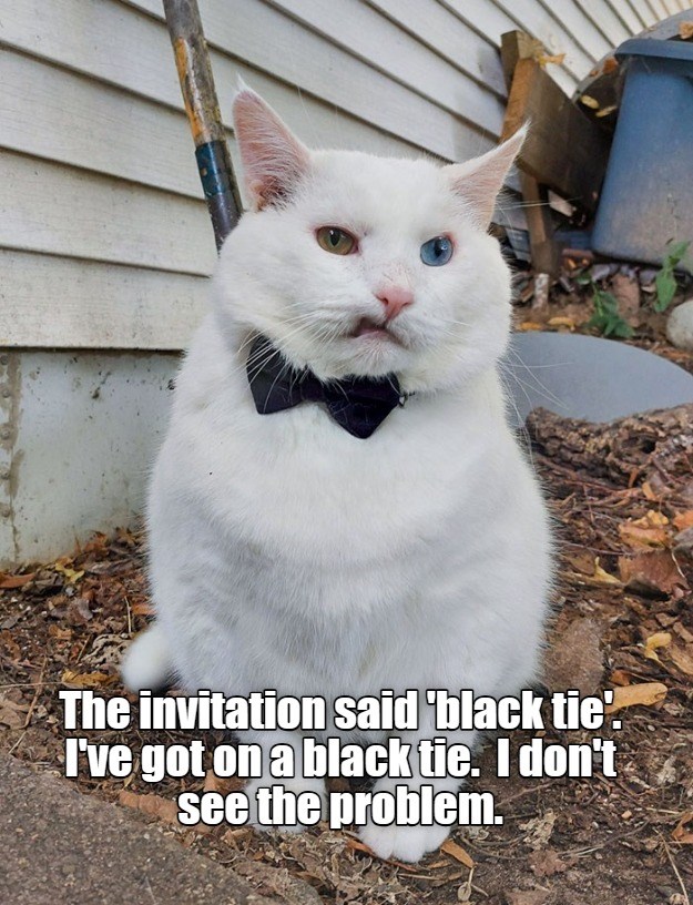 Bow tie man - Lolcats - lol | cat memes | funny cats | funny cat ...