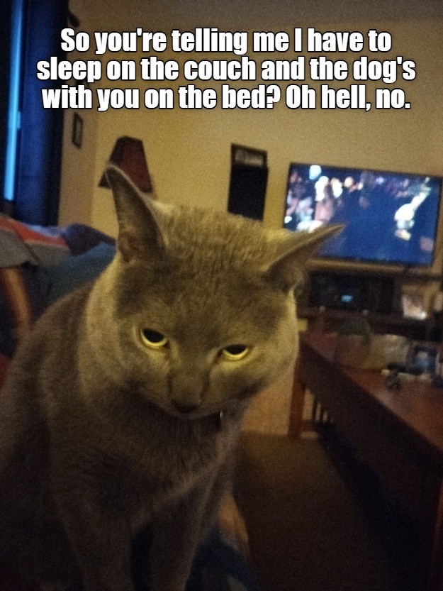 sibling rivalry - Lolcats - lol | cat memes | funny cats | funny cat ...
