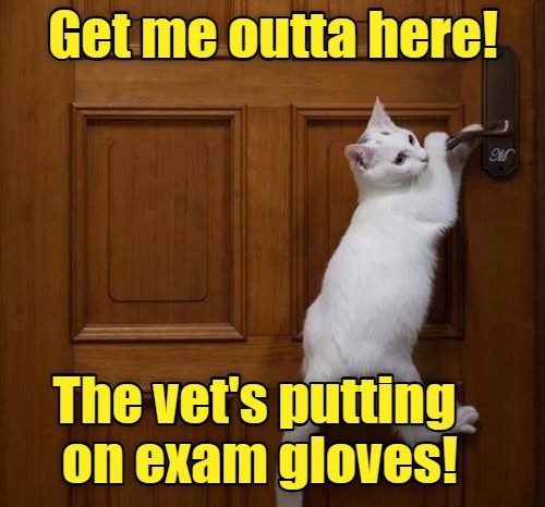 I must prostate, I mean protest. - Lolcats - lol | cat memes | funny ...