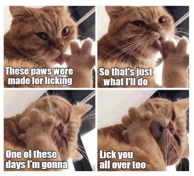 These paws were made for licking - Lolcats - lol | cat memes | funny ...