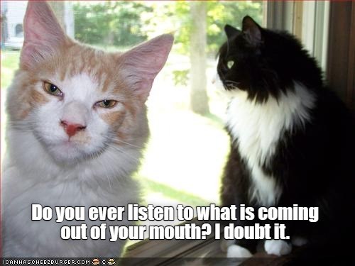 Purress F to Doubt - Lolcats - lol | cat memes | funny cats | funny cat pictures with words on ...