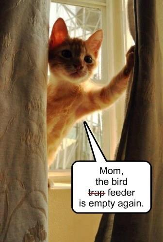 That's Ginger, always looking out for the birds - Lolcats - lol | cat ...