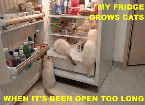 Feline Fridge - Lolcats - lol | cat memes | funny cats | funny cat ...