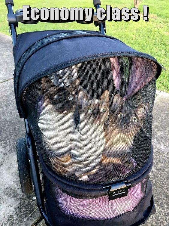 Economy class ! - Lolcats - lol | cat memes | funny cats | funny cat ...