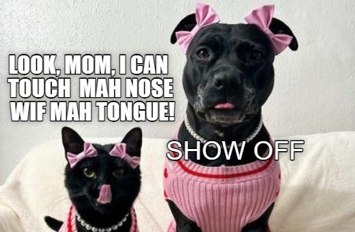 Show off - Lolcats - lol | cat memes | funny cats | funny cat pictures ...