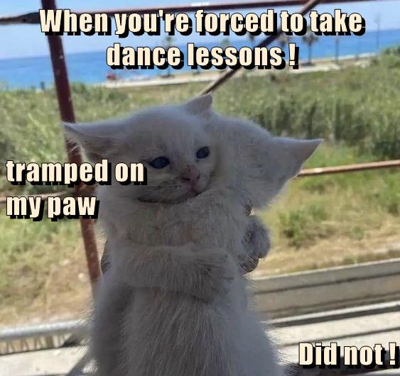 When you're forced to take dance lessons - Lolcats - lol | cat memes ...