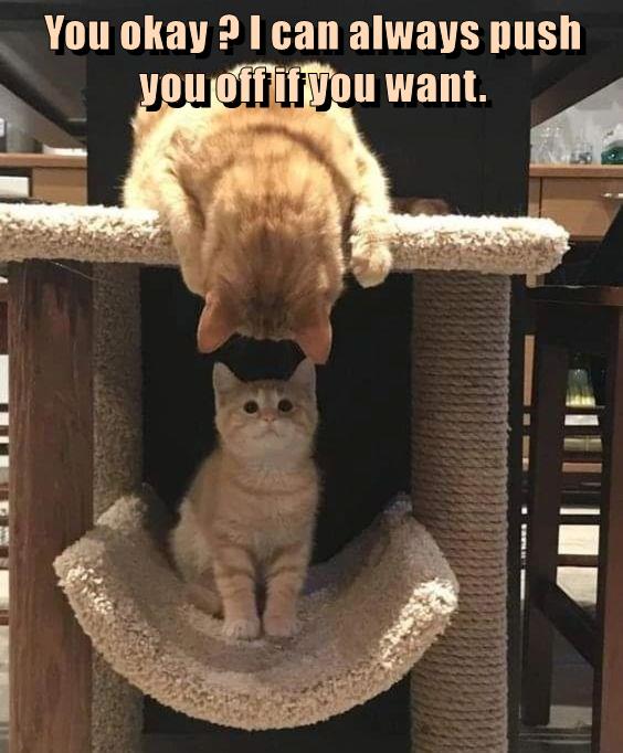You okay? - Lolcats - lol | cat memes | funny cats | funny cat pictures ...