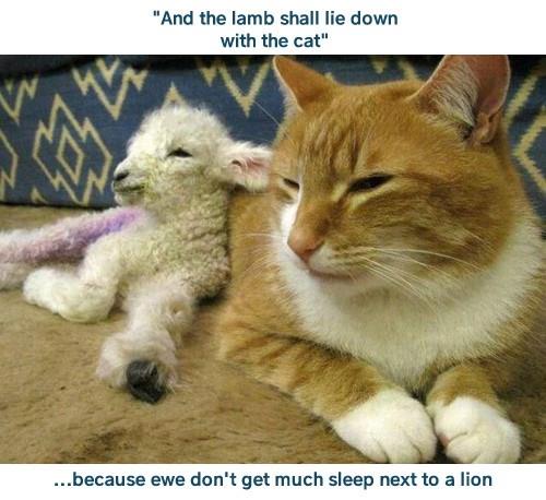 Lamb's prudence - Lolcats - lol | cat memes | funny cats | funny cat ...