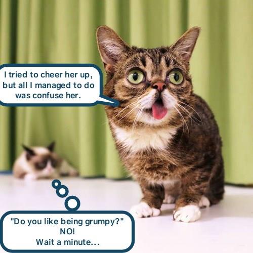 Irrepressible cheer meets immutable grump - Lolcats - lol | cat memes ...