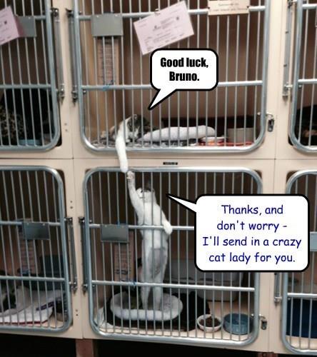 Breakout! - Lolcats - lol | cat memes | funny cats | funny cat pictures ...