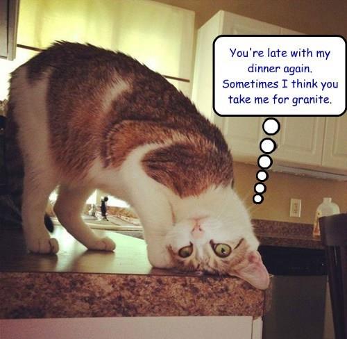 Respect your furry friend - Lolcats - lol | cat memes | funny cats ...