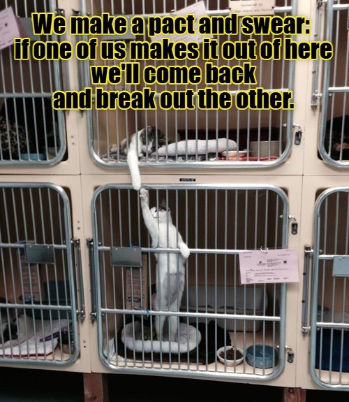 Not staying here alone - Lolcats - lol | cat memes | funny cats | funny ...