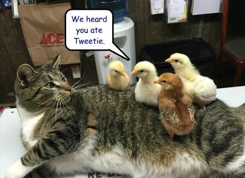 J'Accuse...! - Lolcats - lol | cat memes | funny cats | funny cat ...