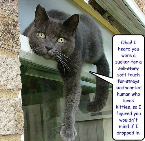 Of course, kitty! Come on in. - Lolcats - lol | cat memes | funny cats ...