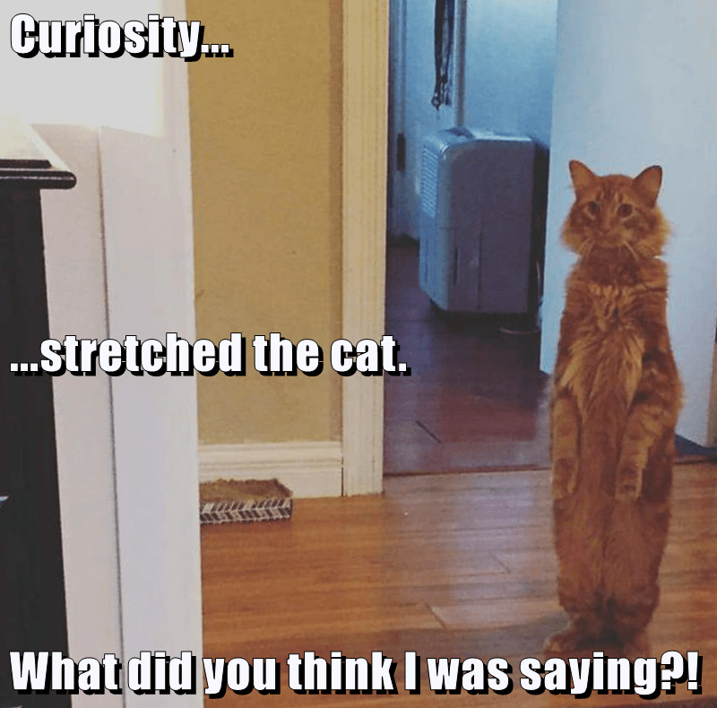 Ooh, big stretch! - Lolcats - lol | cat memes | funny cats | funny cat ...