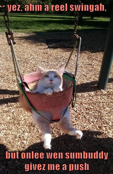 yez, ahm a reel swingah - Lolcats - lol | cat memes | funny cats ...