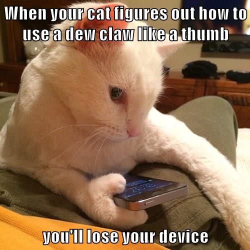 When your cat figures out how to use a dew claw like a thumb ...