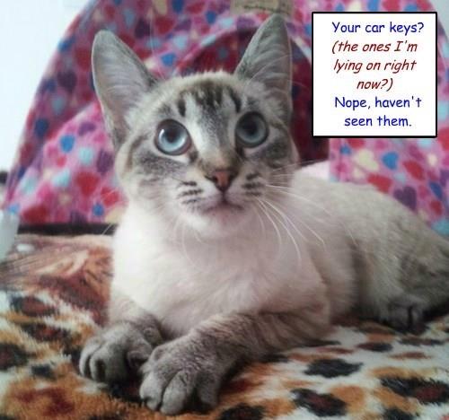 Have *I* seen your car keys? - Lolcats - lol | cat memes | funny cats ...