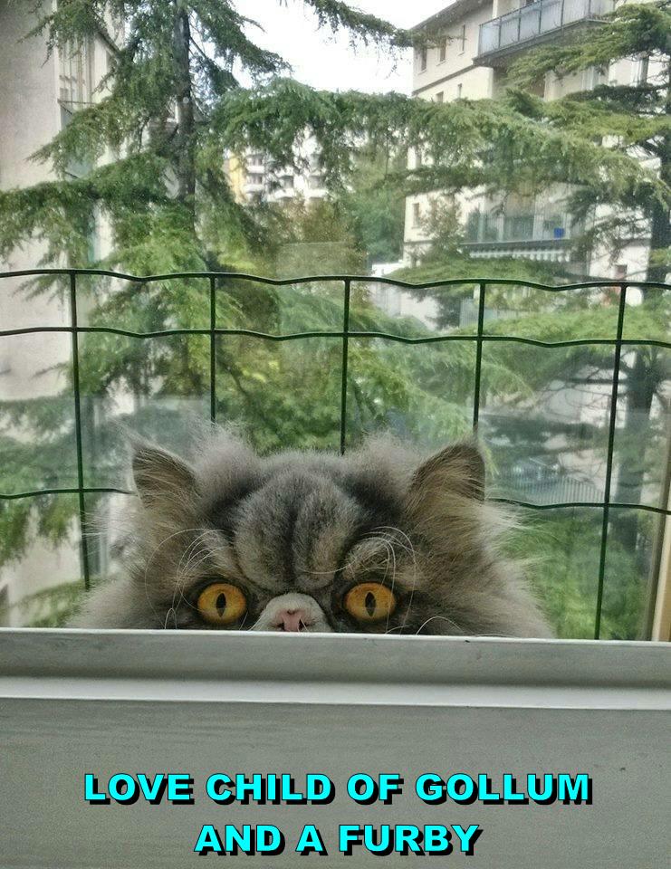 LOVE CHILD - Lolcats - lol | cat memes | funny cats | funny cat ...