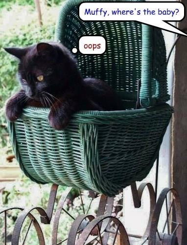 Muffy, where's the baby? - Lolcats - lol | cat memes | funny cats ...