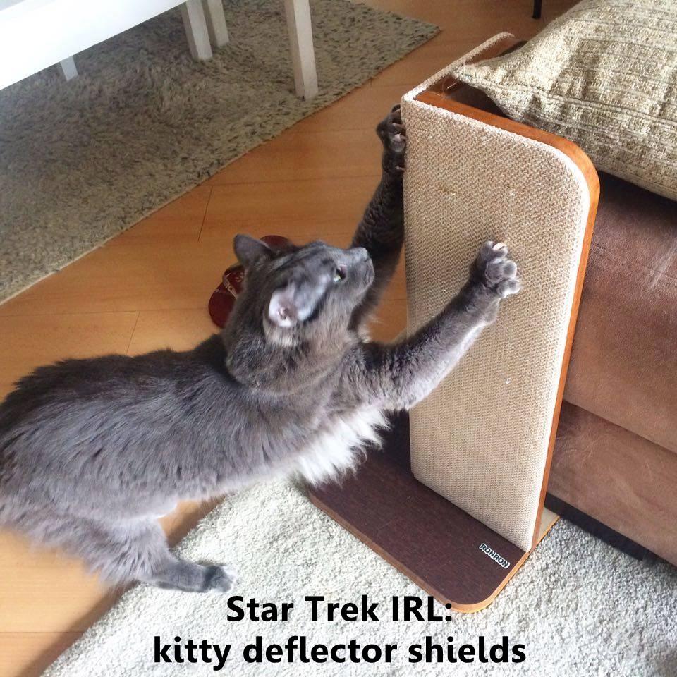 kitty deflector shields - Lolcats - lol | cat memes | funny cats ...