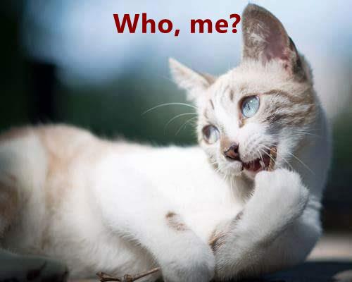 Who, me? - Lolcats - lol | cat memes | funny cats | funny cat pictures ...