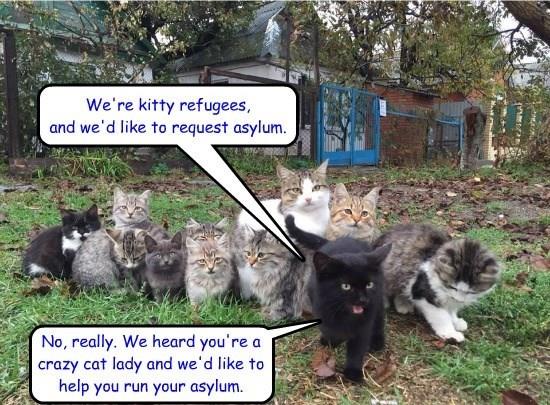 "We'd like to request asylum" - Lolcats - lol | cat memes | funny cats ...