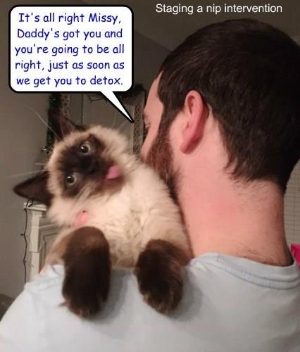 Staging a nip intervention - Lolcats - lol | cat memes | funny cats ...