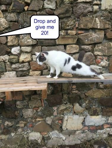 Drop and give me 20! - Lolcats - lol | cat memes | funny cats | funny ...