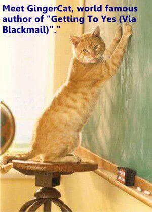 Meet GingerCat, world famous author of "Getting To Yes (Via Blackmail ...