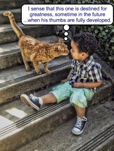 Seer cat - Lolcats - lol | cat memes | funny cats | funny cat pictures ...