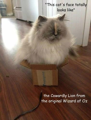 Fur real! - Lolcats - lol | cat memes | funny cats | funny cat pictures ...