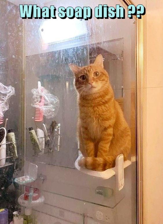 What soap dish ?? - Lolcats - lol | cat memes | funny cats | funny cat ...