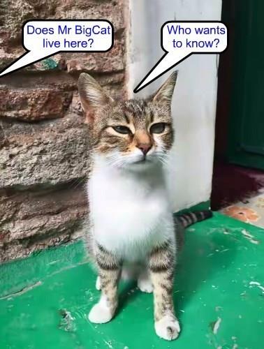 Don't mess with a 'made' cat - Lolcats - lol | cat memes | funny cats ...