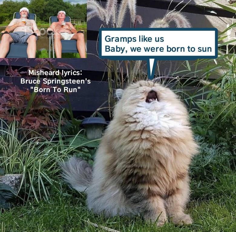 Misheard lyrics: Bruce Springsteen's "Born To Run" - Lolcats - lol ...
