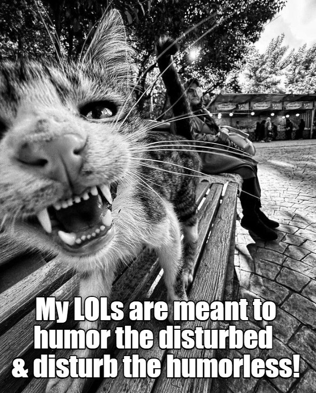 I Win Whether You Like Em Or Not Lolcats Lol Cat Memes Funny