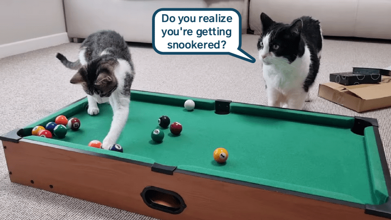 Pooling knowledge - Lolcats - lol | cat memes | funny cats | funny cat ...