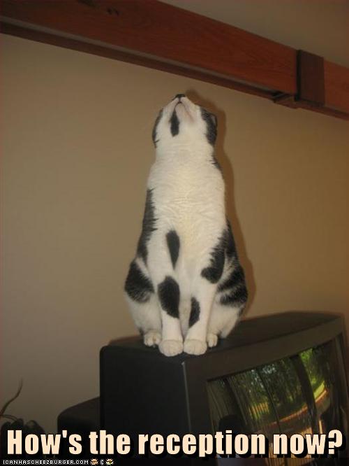 How's the reception now? - Lolcats - lol | cat memes | funny cats ...