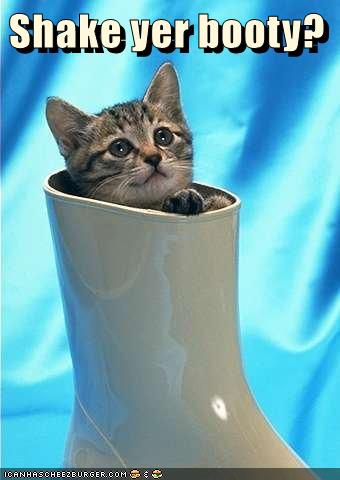 Shake yer booty? - Lolcats - lol | cat memes | funny cats | funny cat pictures with words on ...