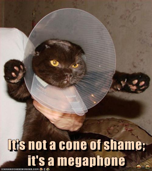 It's a megaphone - Lolcats - lol | cat memes | funny cats | funny cat ...