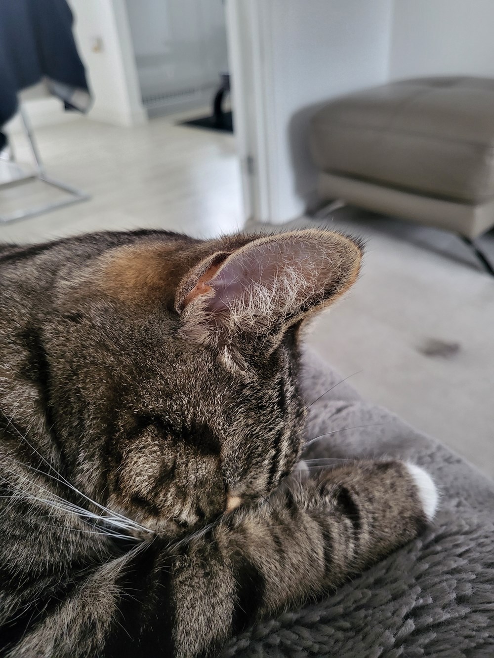 Nope......not today! - Lolcats - lol | cat memes | funny cats | funny ...