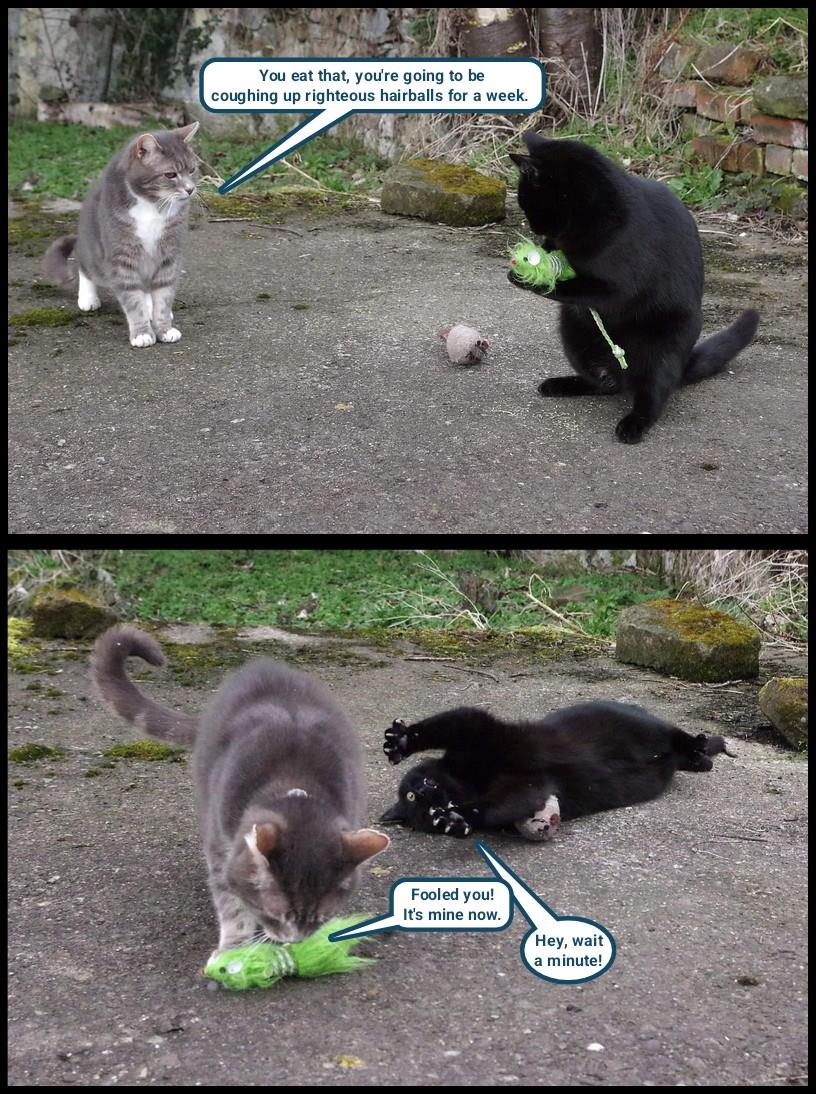 Cat con - Lolcats - lol | cat memes | funny cats | funny cat pictures ...