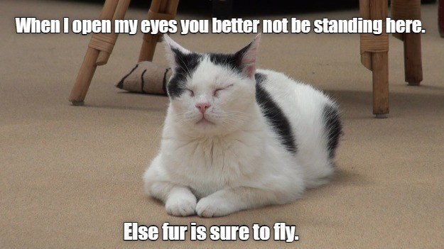 Fur sure - Lolcats - lol | cat memes | funny cats | funny cat pictures ...