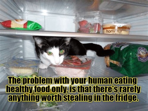 The problem with your human eating healthy food only - Lolcats - lol ...