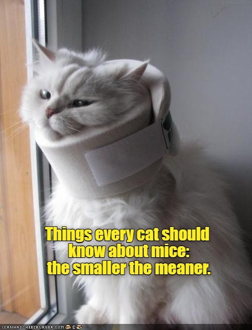 This was a VERY small mouse - Lolcats - lol | cat memes | funny cats ...