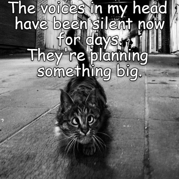 I can't wait to find out! - Lolcats - lol | cat memes | funny cats ...