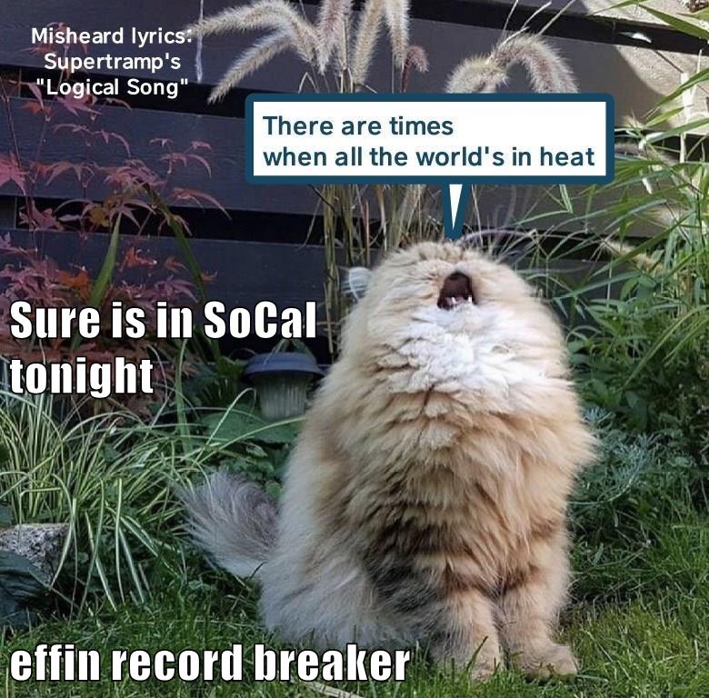 Sure is in SoCal tonight - Lolcats - lol | cat memes | funny cats ...