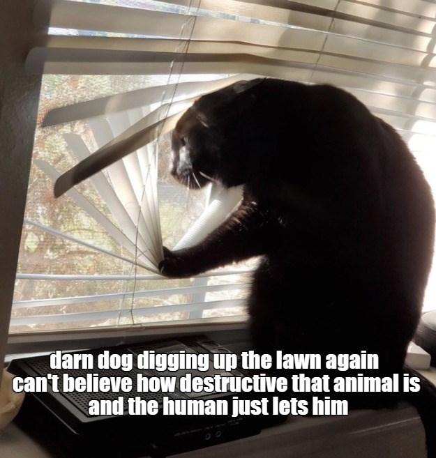 it's an outrage! - Lolcats - lol | cat memes | funny cats | funny cat ...