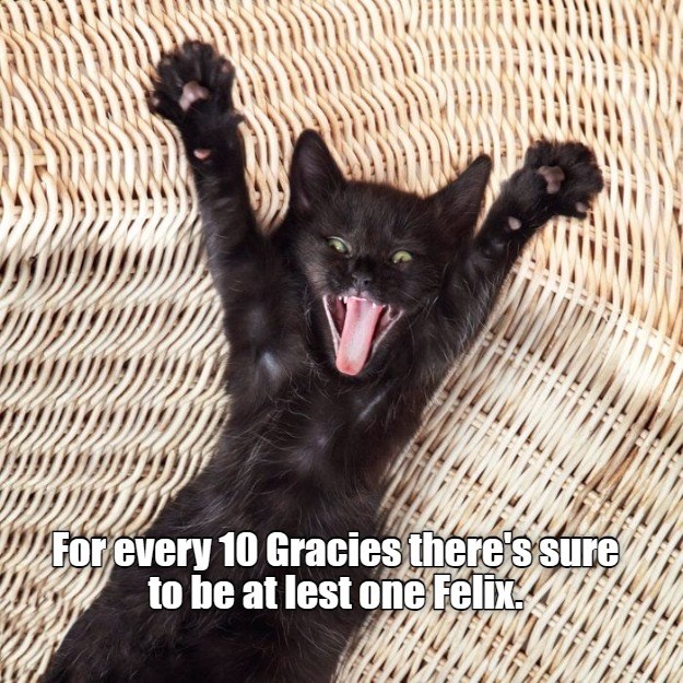 At least one - Lolcats - lol | cat memes | funny cats | funny cat ...